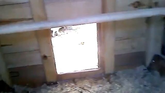 Курятник - Побег из Шоушенка