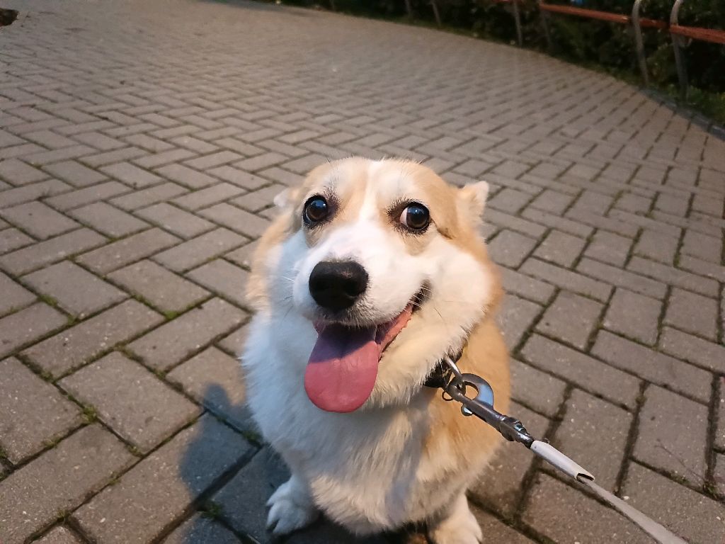 кисина трансляция в реальной жизни