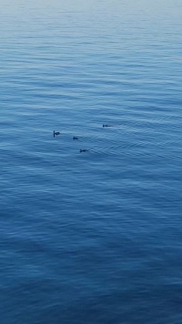 Уточки плывут