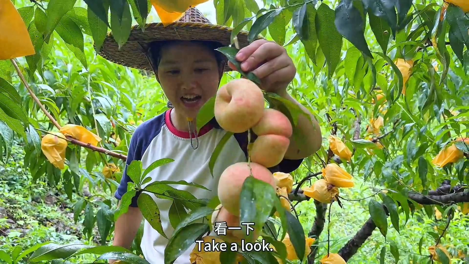 Сяо Ли - Персики созрели - большые, сладкие и красивые, так и хочется съесть их.