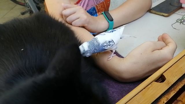 Попугай кусает кошку