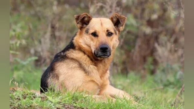 Кузьма и его Друзья (Клинок) - Собака 🐕 🐶 Official