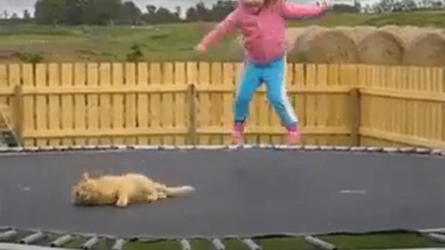 котэ в шоке...
