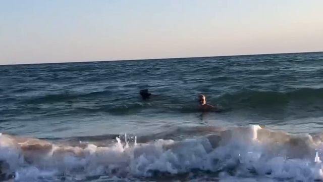 Море и немецкая овчарка. Баларис НЭРРА, 4 мес.