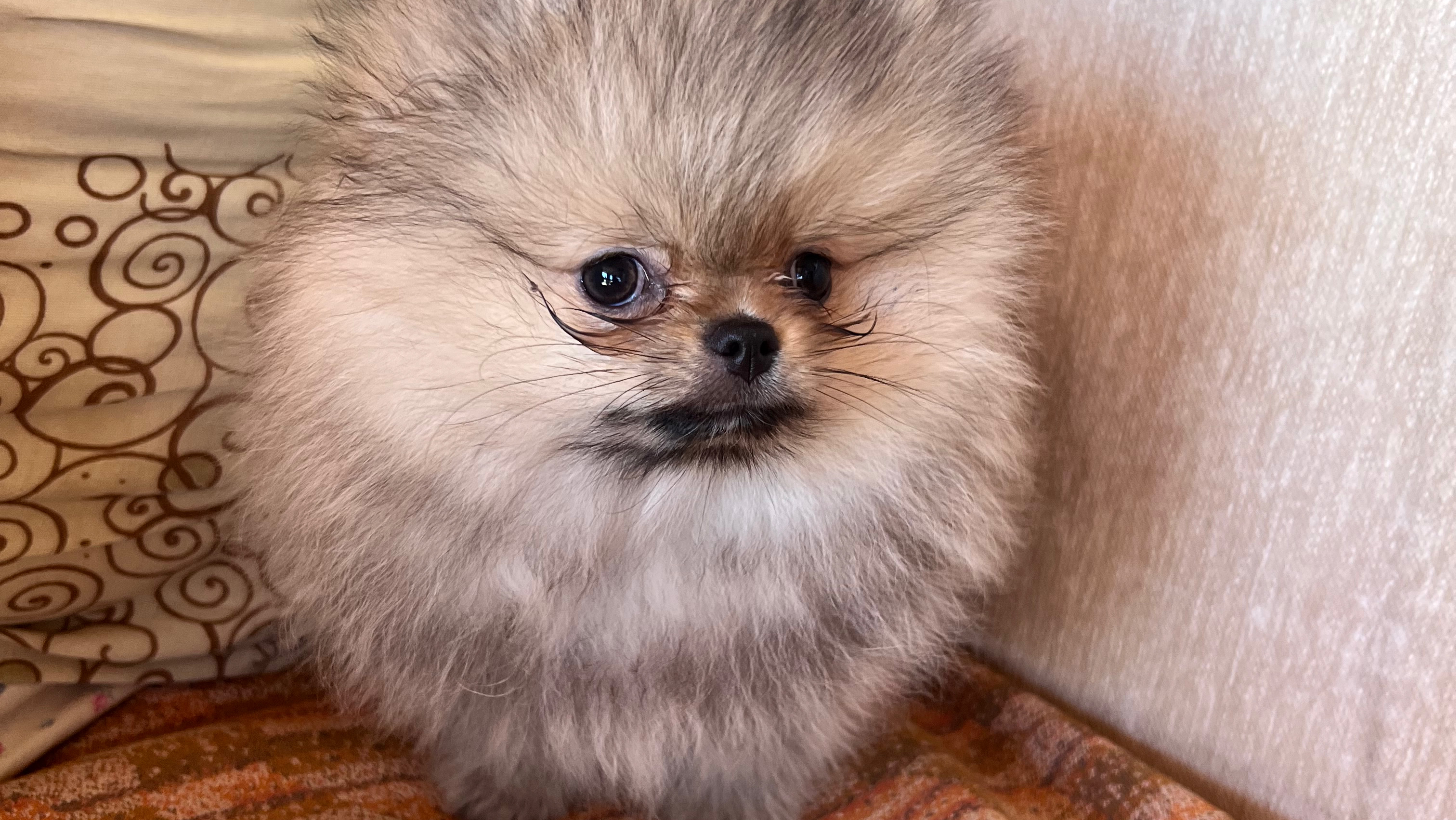 Шпиц мини 2.5 месяца. Племяшка в восторге !