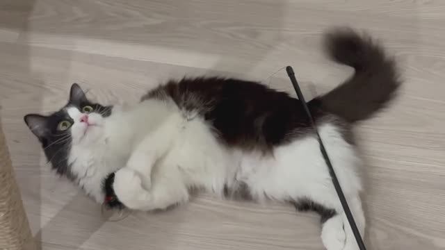 Ева охотница