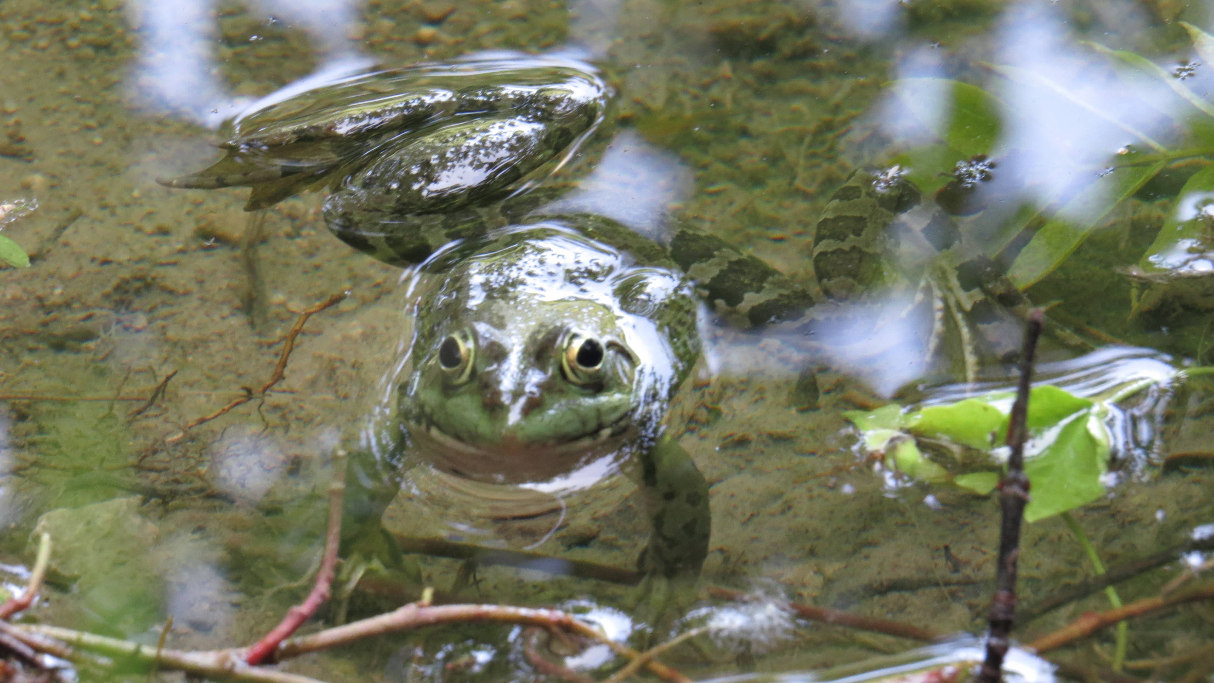 Лягушечий релакс на лесном озере.