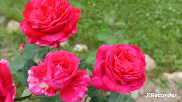 Розы в цвету. Июль 2025.Лилейник.