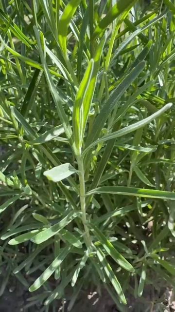 ЛЮБИМЫЕ ЦВЕТЫ