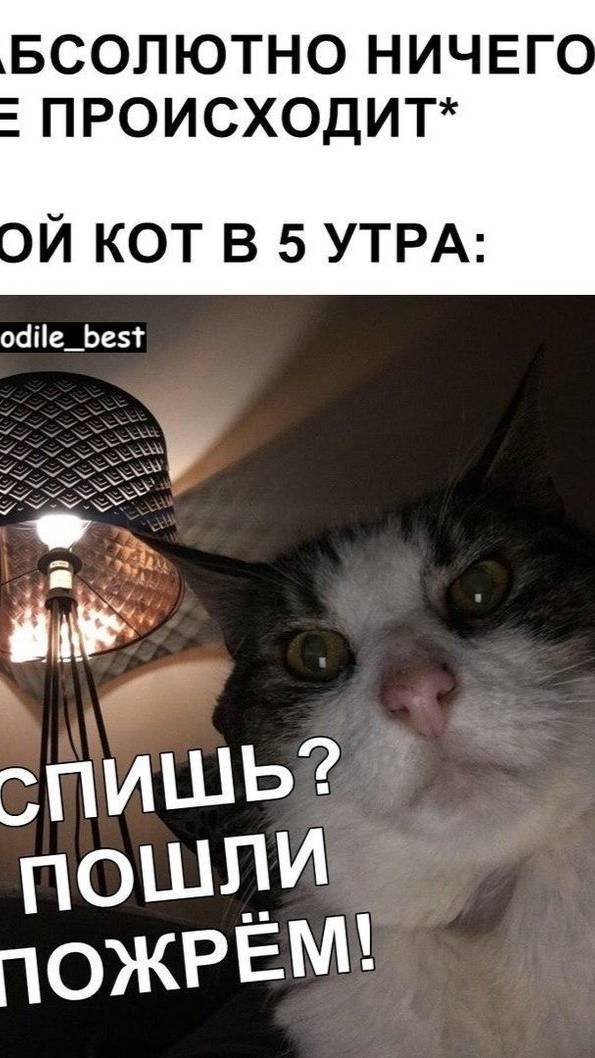 я и мой кот