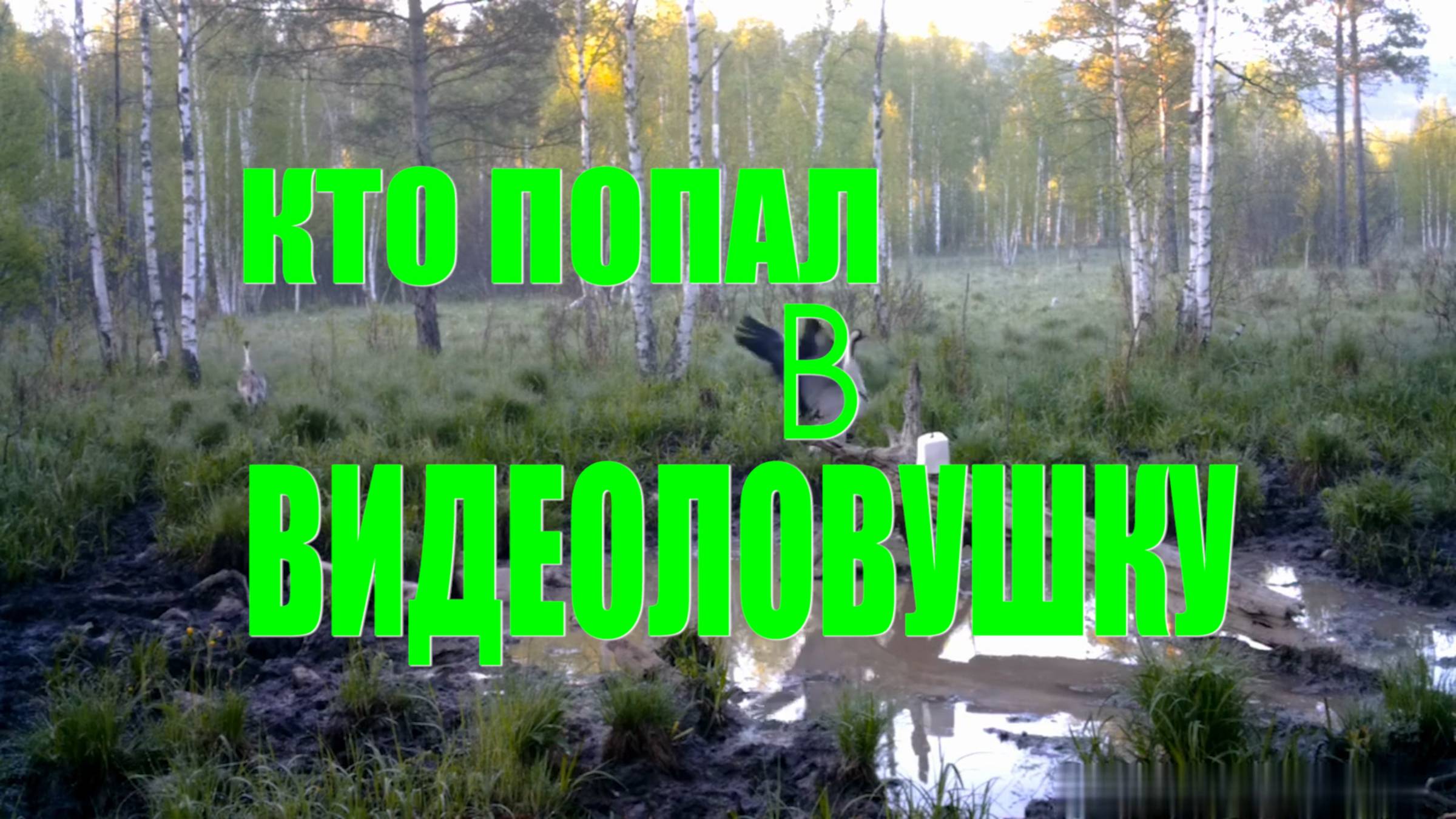 Кто попал в видеоловушки на Южном Урале