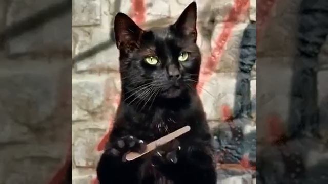 Маникюр по кошачьи