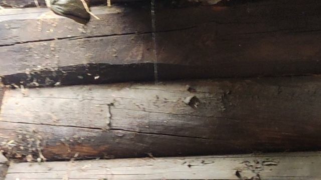 Осиное гнездо в сарае обнаружил