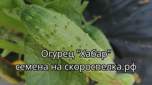 "Хабар" сорт огурца для открытого грунта для любой погоды хрустящий светленький урожайный