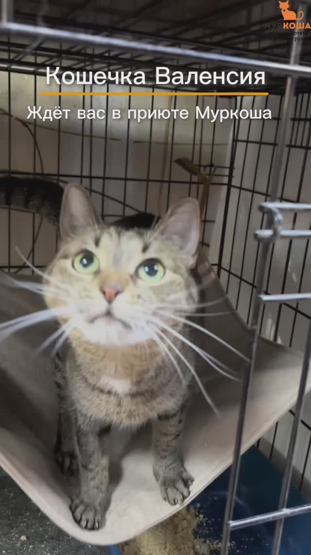 Валенсия (уже дома)