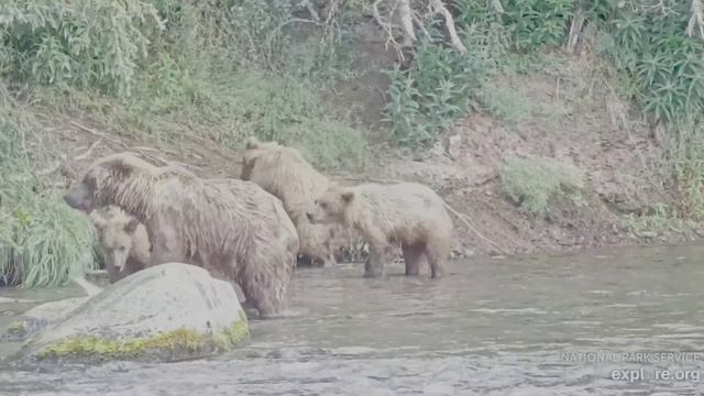 Медвежата с удовольствием кушают рыбу