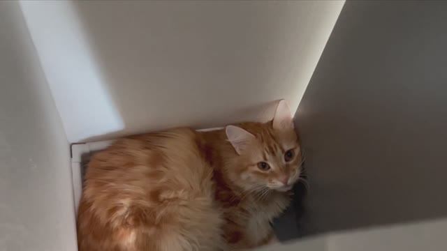 Самый дорогой кот на свете! :)