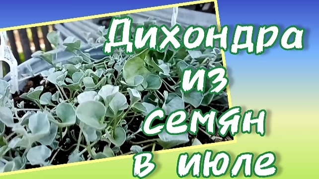 Дихондра из семян в июле.