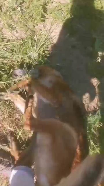 Гоша выпендривается :) Баларис ЭЙЕГОН