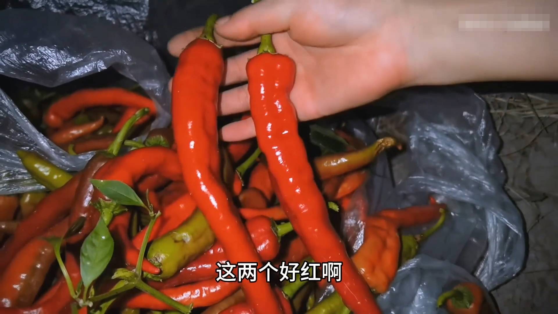 Сянъе Ёко - Перец чили не успевают срывать, как он начинает краснеть