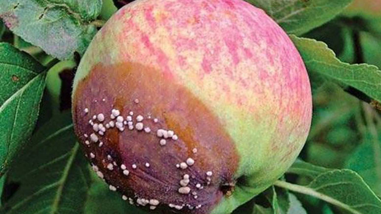 Причины монилиоза. Послевкусие и мысли, после прогулки  по частному сектору Заречья (Бийск).