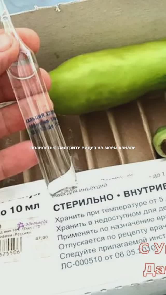 Как предотвратить вершинную гниль томатов