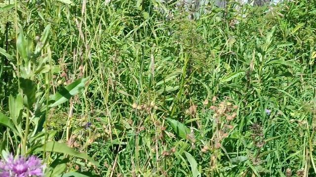 Наша пасека