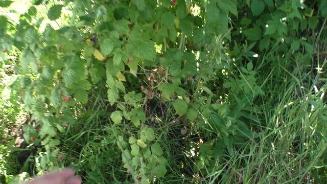 Я на даче 15.07.2025