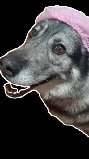 волкособ лазает по деревьям