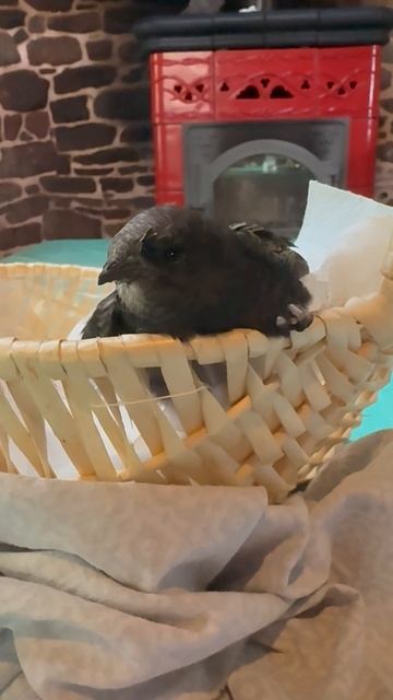 Наш Стрижонок подрос