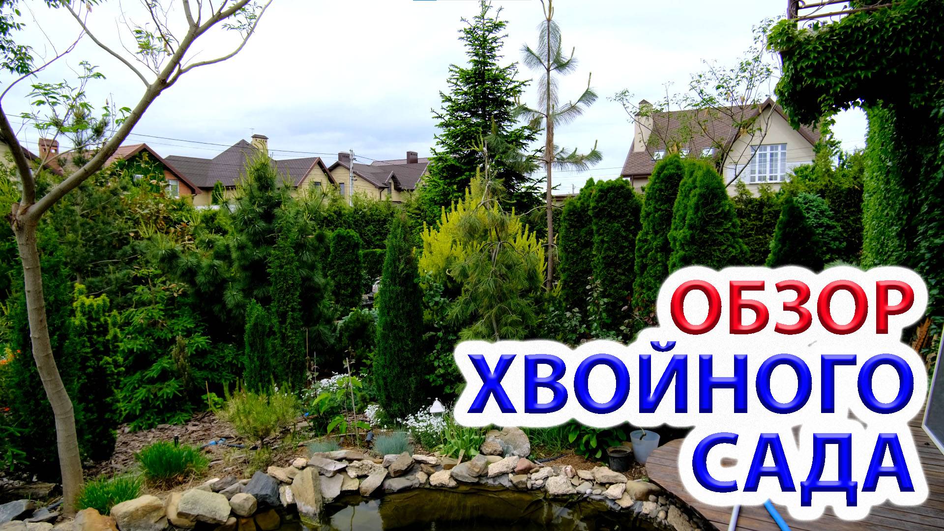 Декоративные хвойные. Обзор коллекции Почти Тропики