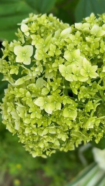 ГОРТЕНЗИЯ расцветает!