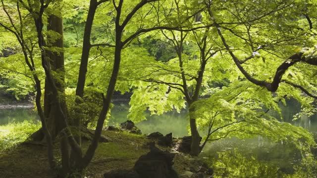 Женщина-лето  Дама в зелёном