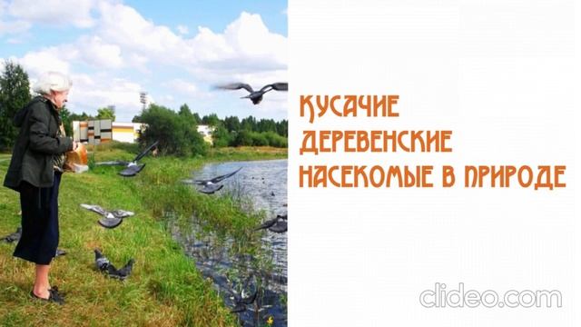 Деревенские кусачие насекомые в природе