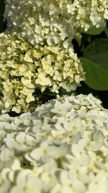 КРАСИВЫЕ КУСТАРНИКИ