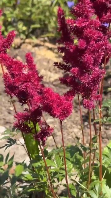 ДАРИТЕ ЖЕНЩИНАМ ЦВЕТЫ