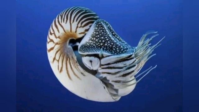 Кузьма и его Друзья (Клинок) - Наутилус Official audio