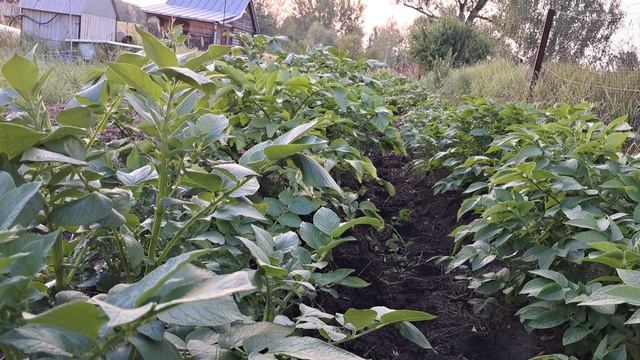 О картошке: прополка и фитофтора