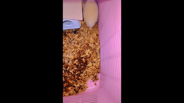 Это мой хомяк