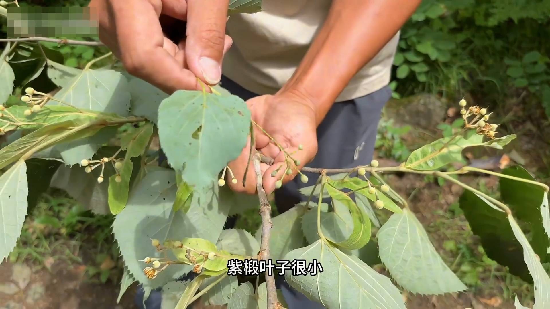 Пчеловод Сяо Вэй - Сегодня я познакомлю вас с липой