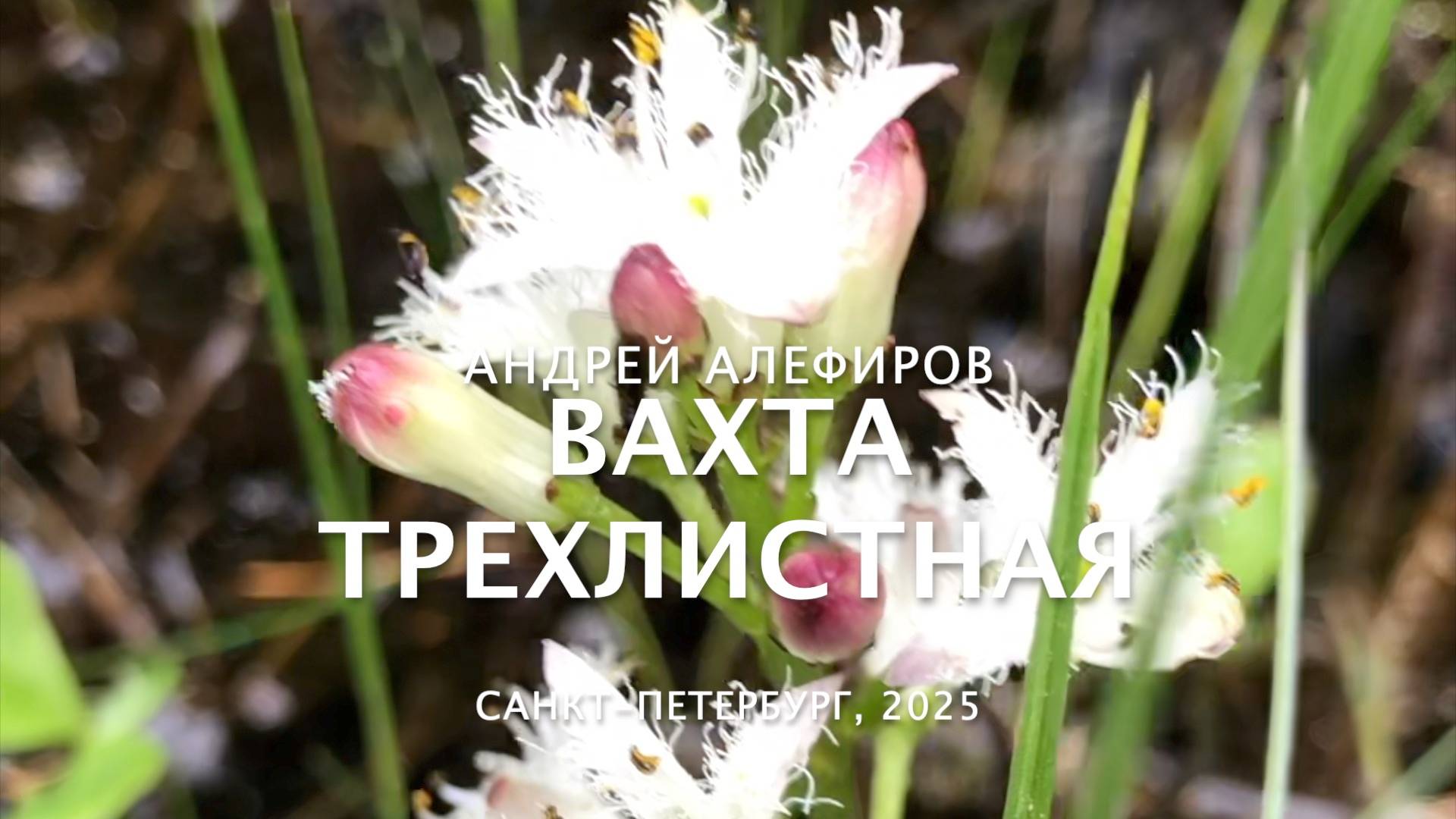 Вахта трехлистная. Алефиров А.Н.