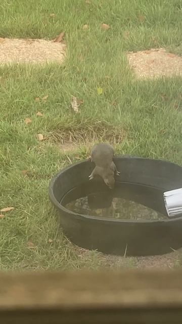 Белочка с утра. Вот так проснёшься, а там - белочка.