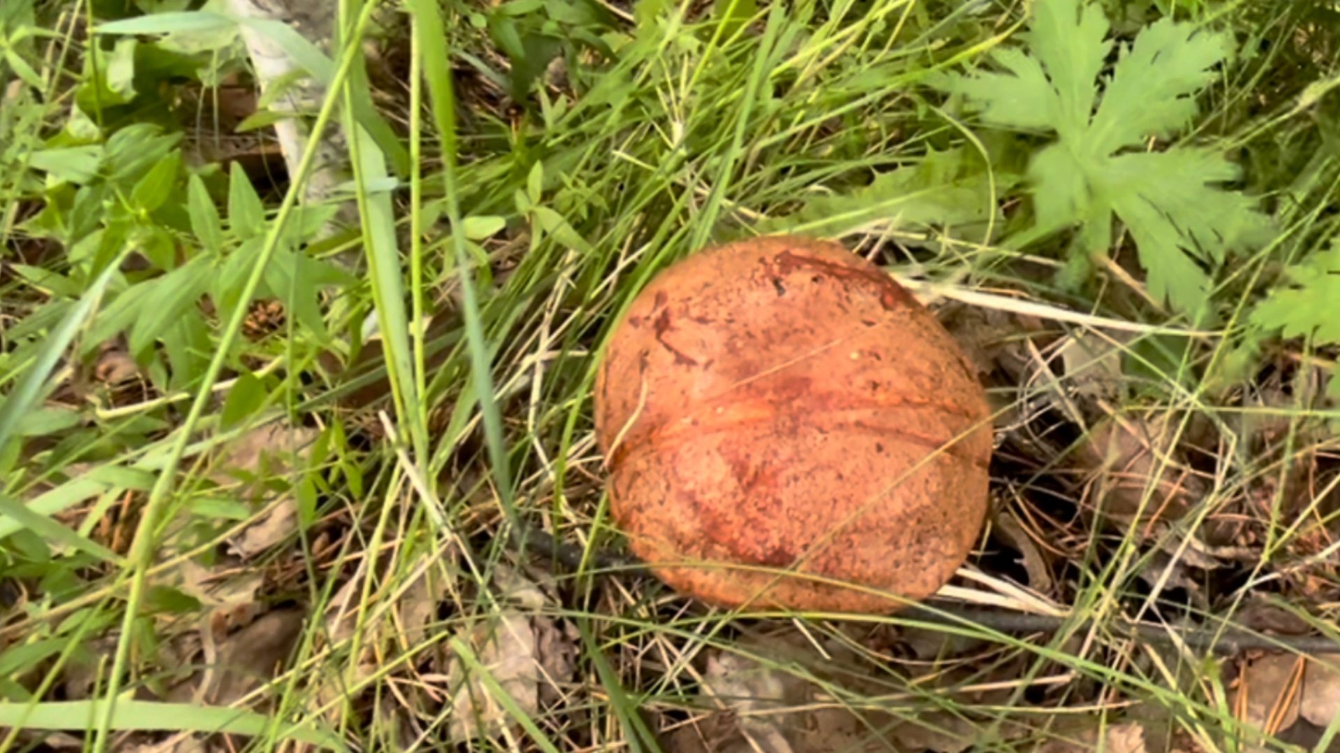 Июль в лесу. Грибы. Обалдел от этой красоты!!!