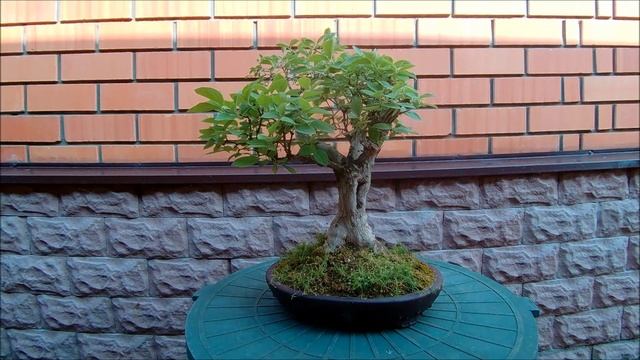 Бонсай чубушник 3 ролика лето 2025 год