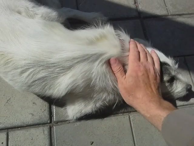 Собака друг человека