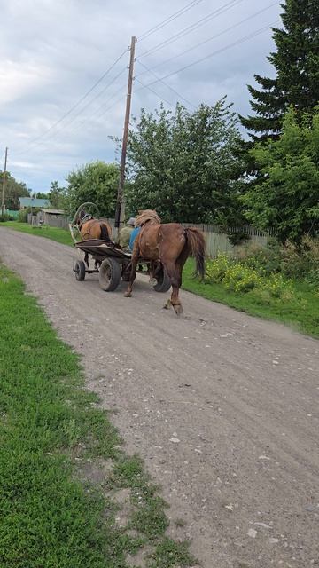 Лошадь с телегой едет по деревне