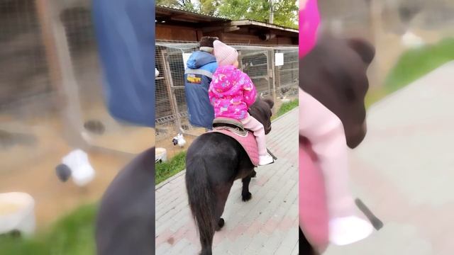 Я катаюсь на пони в Бахчисарайском зоопарке / миниатюр | Батуева Елена Сергеевна