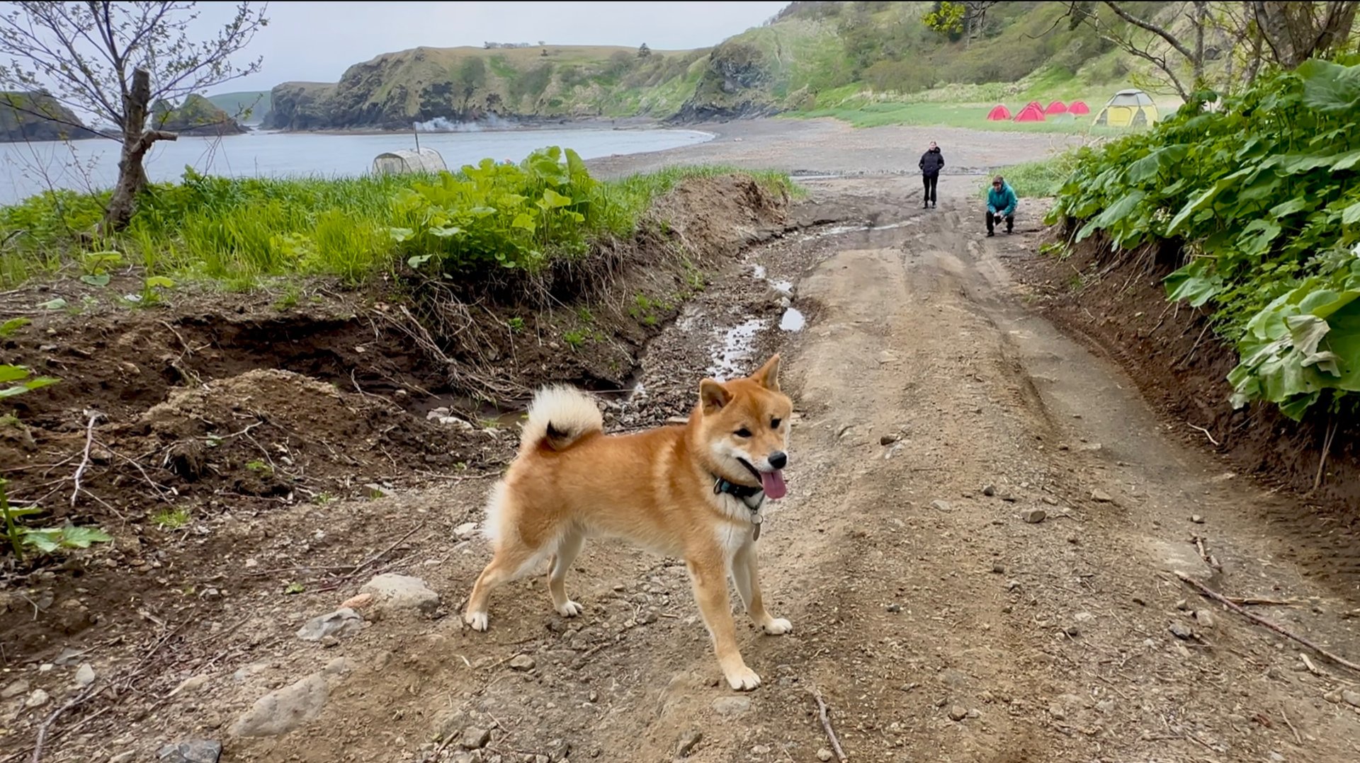 Бухта Маячная, берёзы, баня, лисы окружают лагерь день 6,остров Шикотан Курильские острова 31.05.25
