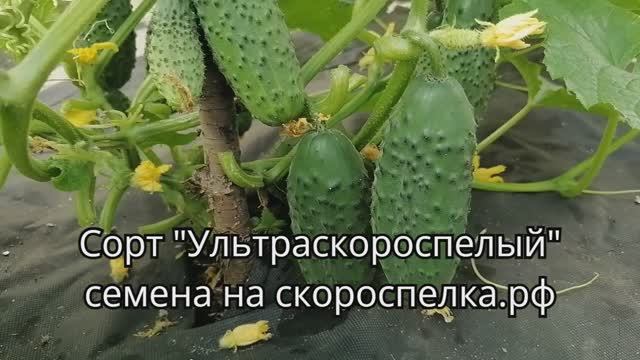 "Ультраскороспелый" сорт огурца Для открытого грунта любого региона нашей страны семена есть у нас