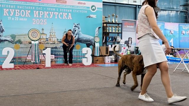 Presa Canario Valiente VITO выставка КУБОК ИРКУТСКА особый статус